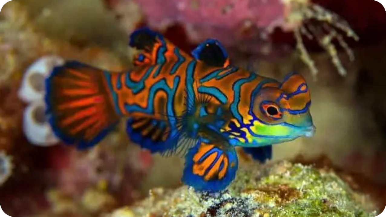 HInts and tips to successful mandarin fish keeping.