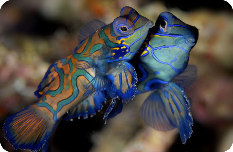 HInts and tips to successful mandarin fish keeping.